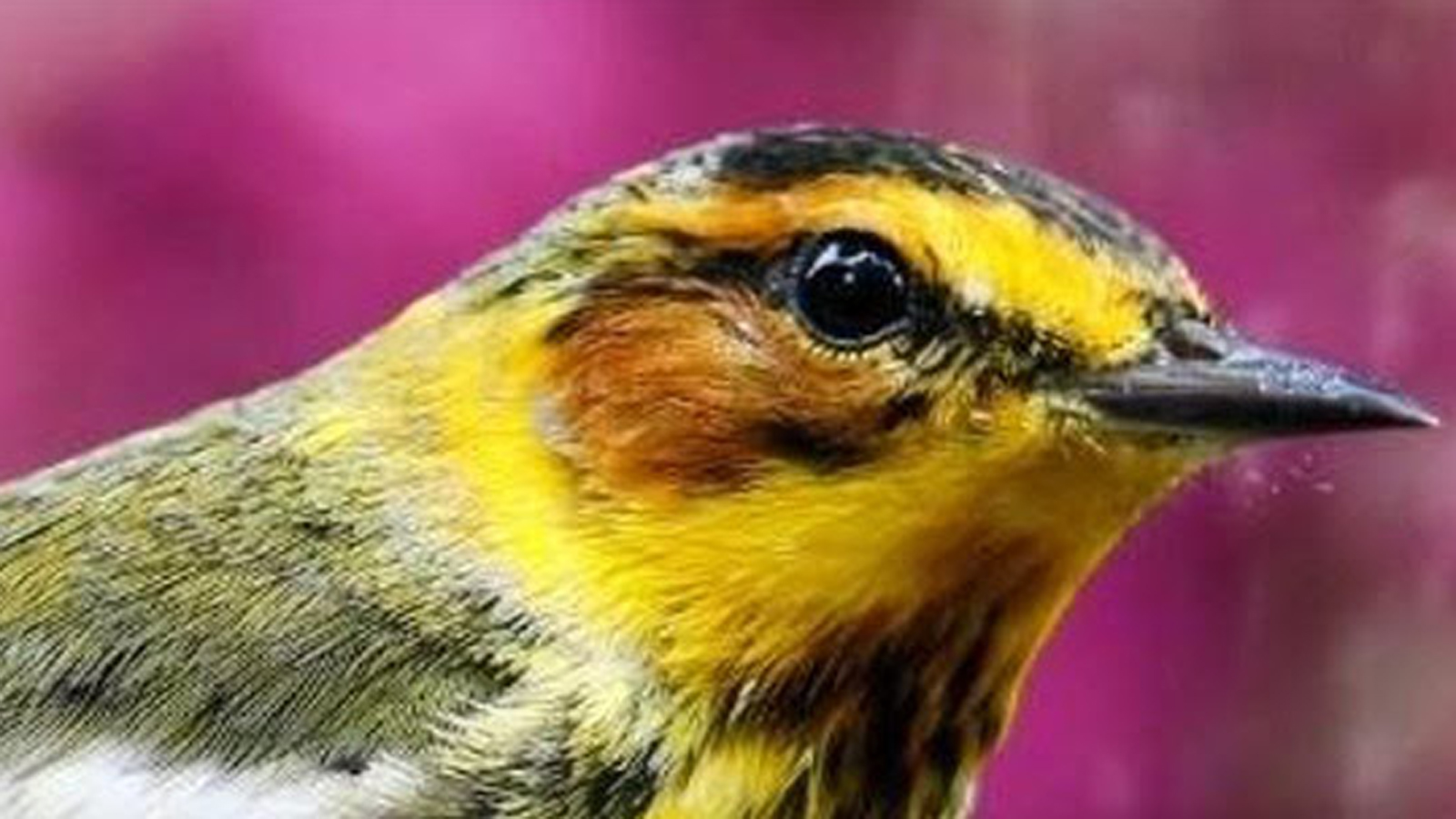 Bird Walk by Tropical Audubon Society - Key Biscayne Community Foundation